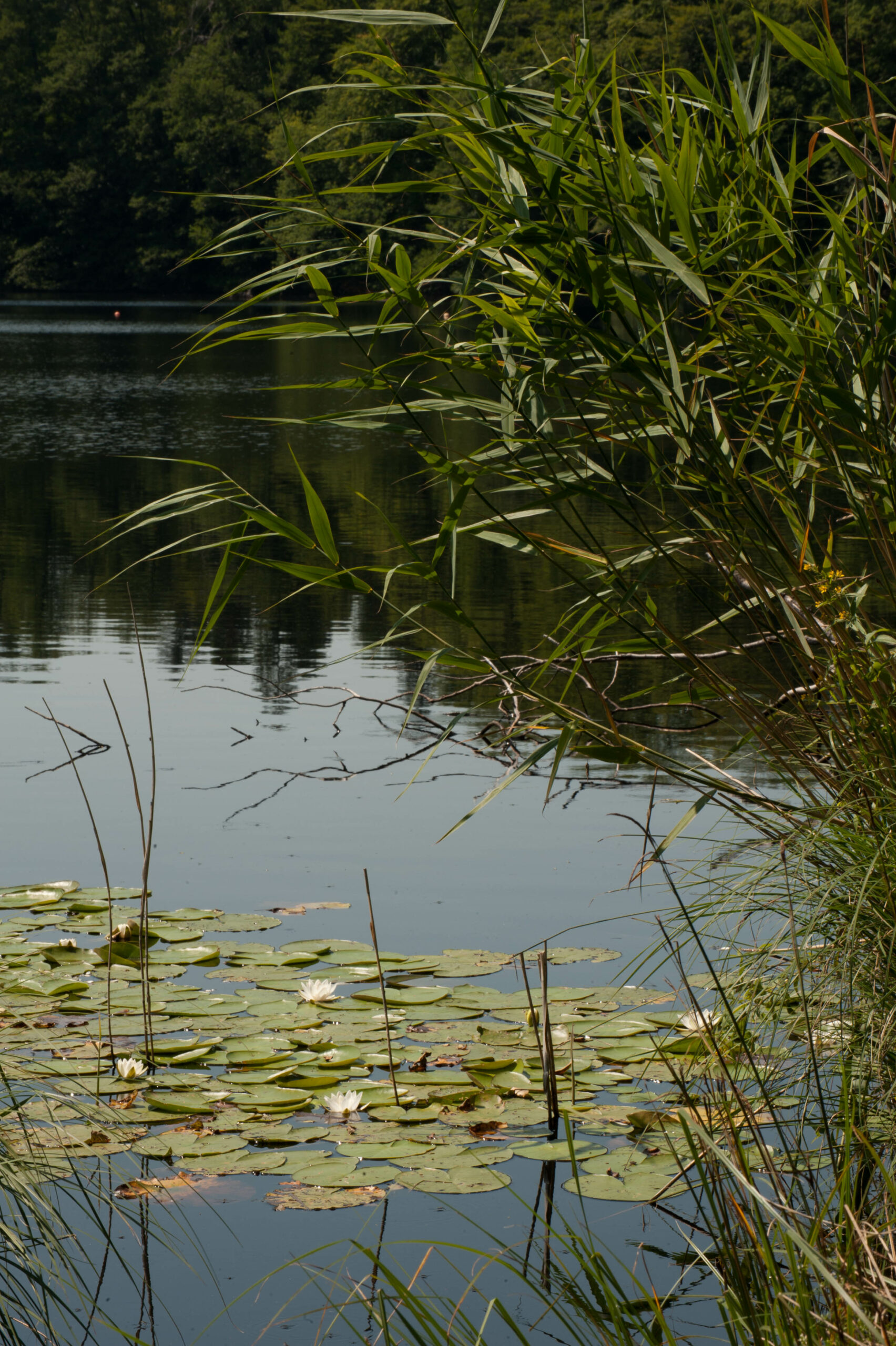Projekt-Beschreibung – Biosphärenbotschafter-Allgäu-Oberschwaben